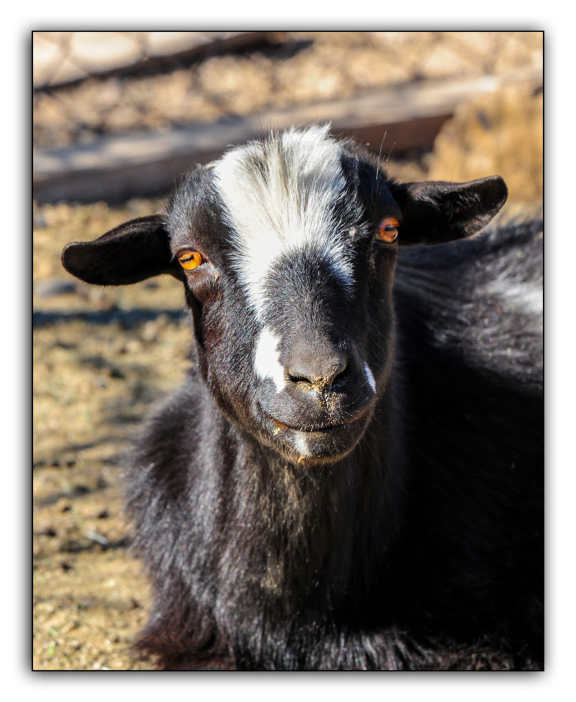 Services / Programs | Robinson Ranch